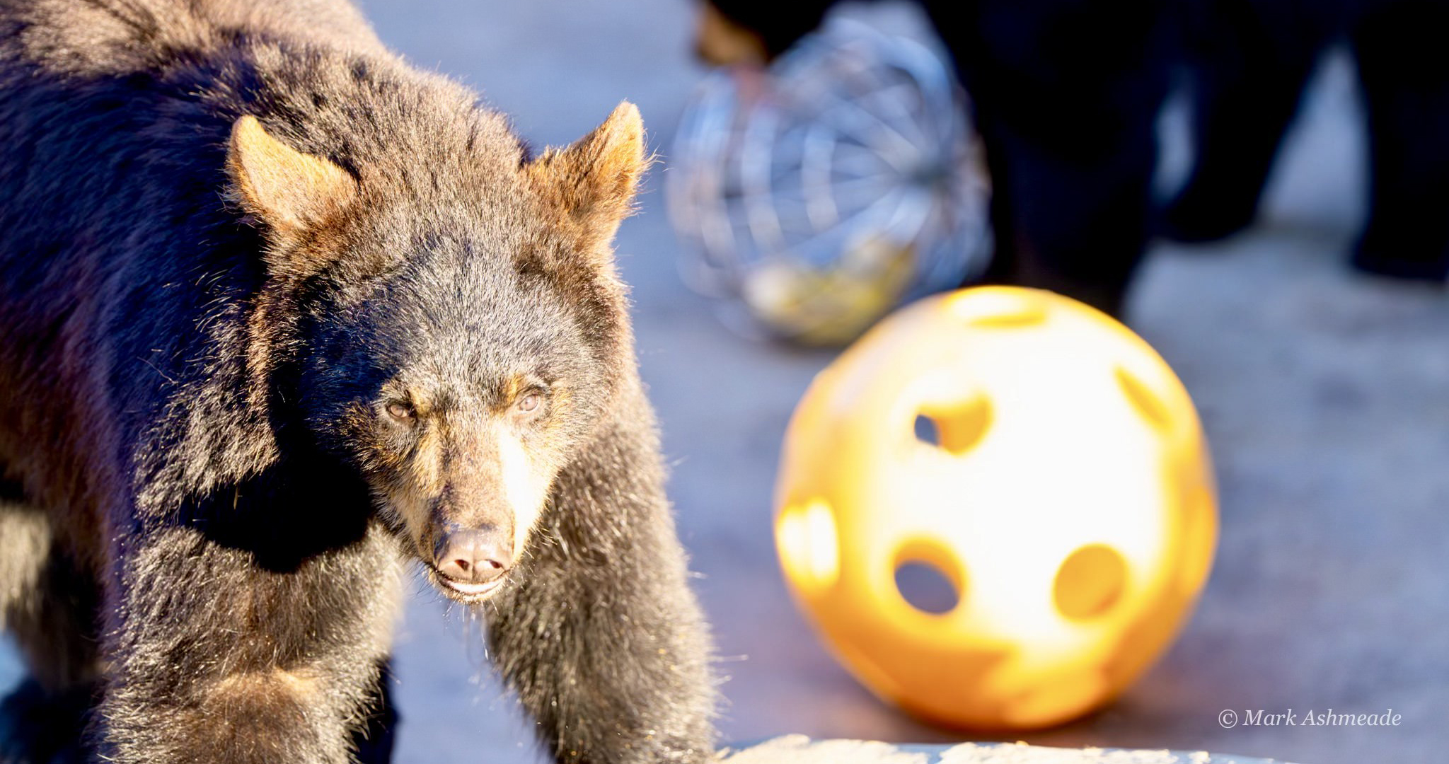 Home - Three Bears General Store